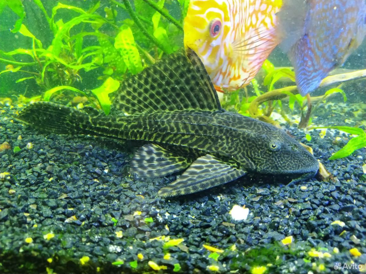 Анциструс (Парчовый сом птеригоплихт)