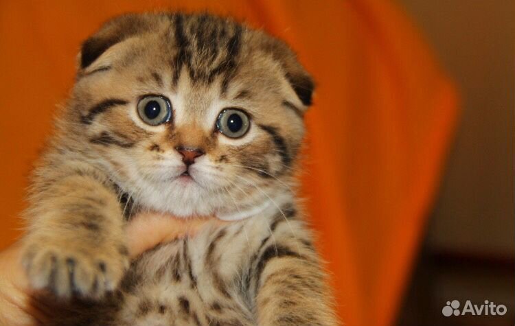 Шотландские тигрята, девочки и мальчики