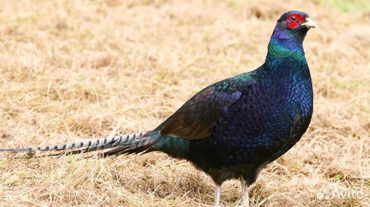 Фазаны румынские