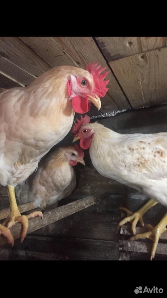 Петухи Браун Ник