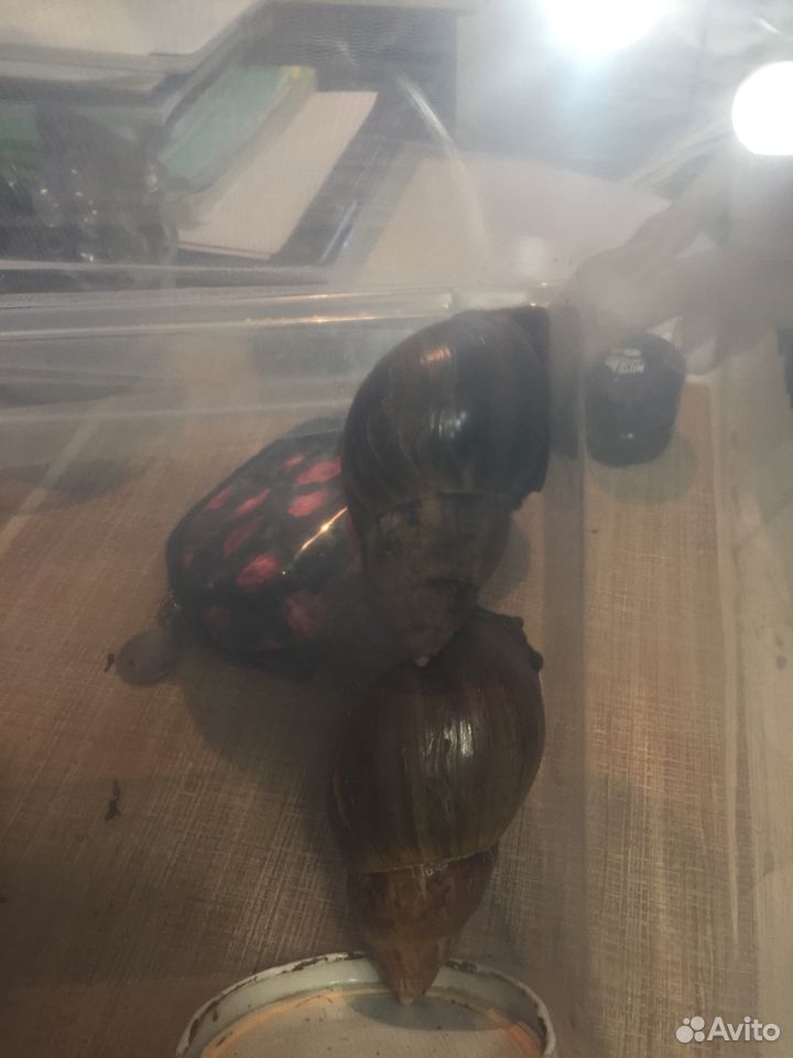 Улитка ахатина