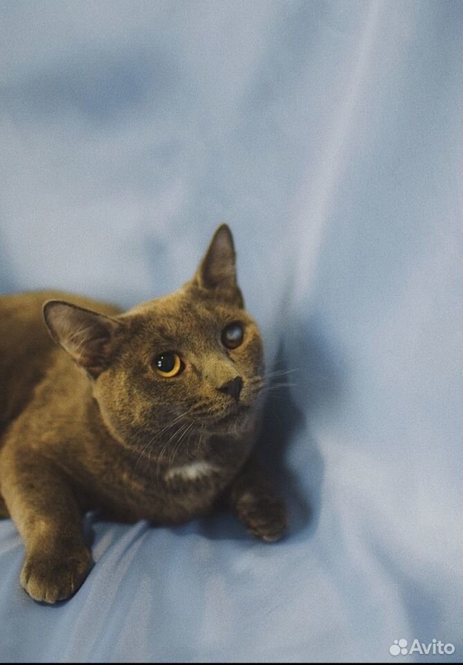 Особенный котик в самые добрые руки