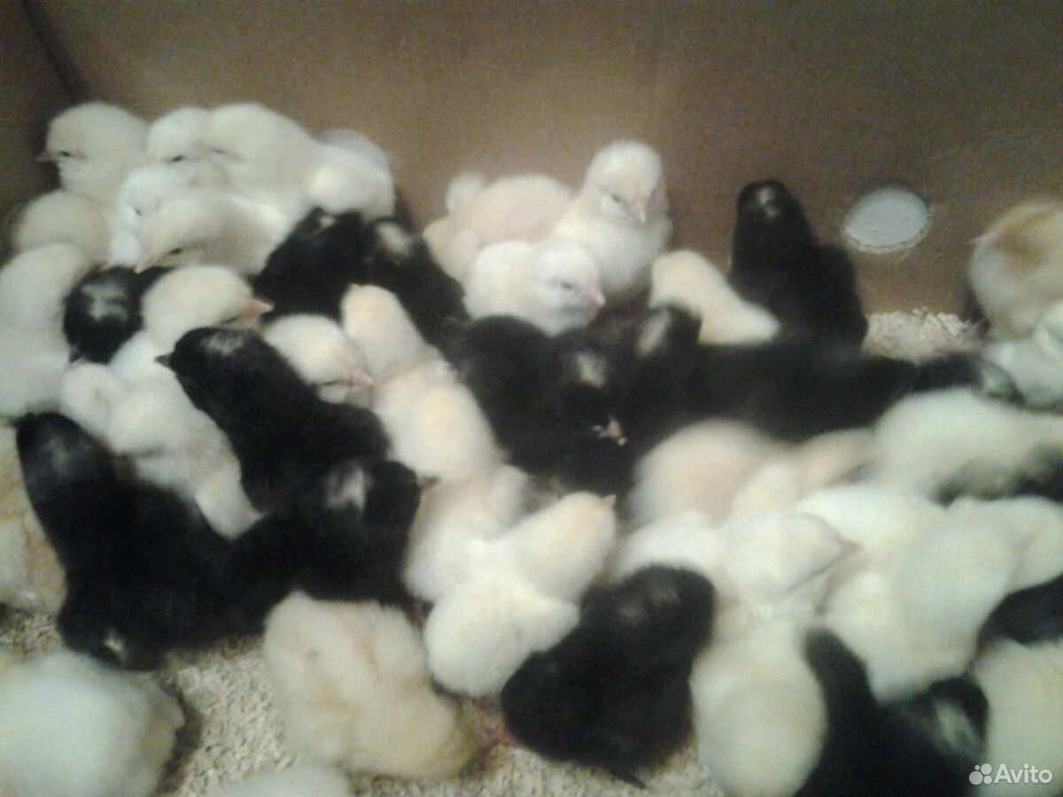 Цыплята, Бройлеры, Индюшата, Несушки