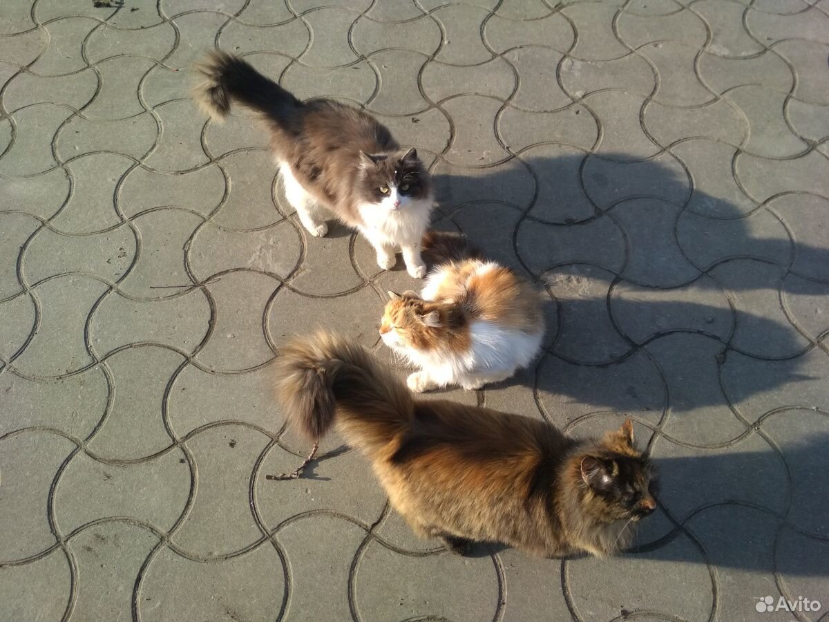 Кошки коты ждут Вас