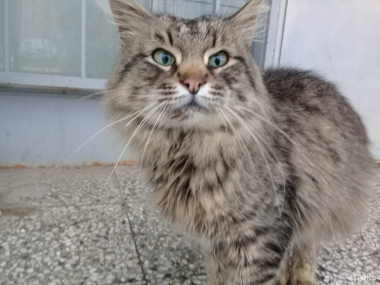 Кот Васька ищет дом