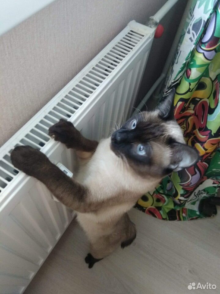 Меконгский бобтейл. Вязка