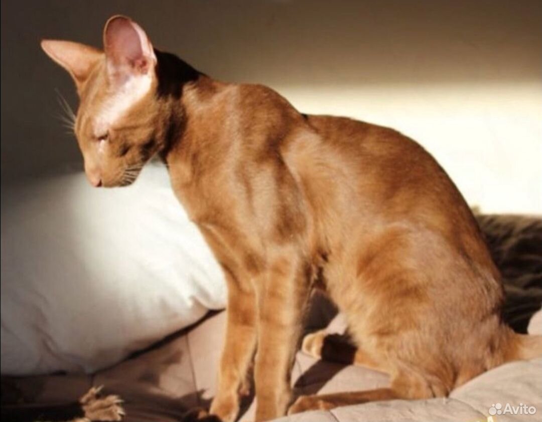 Вязка с Цинамоновым ориенталом