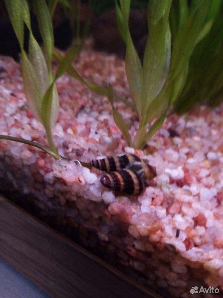 Улитка Хелена