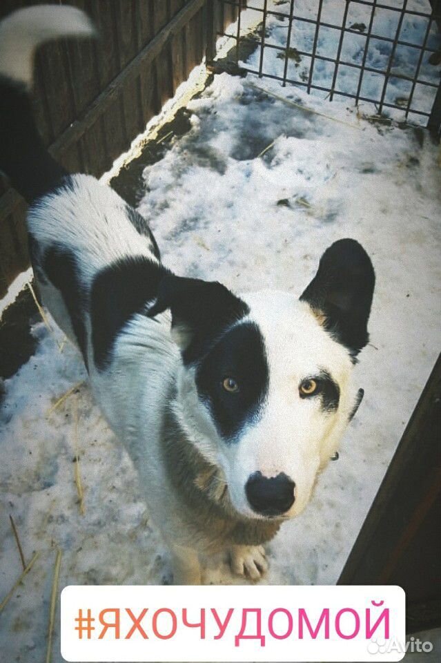 Собака
