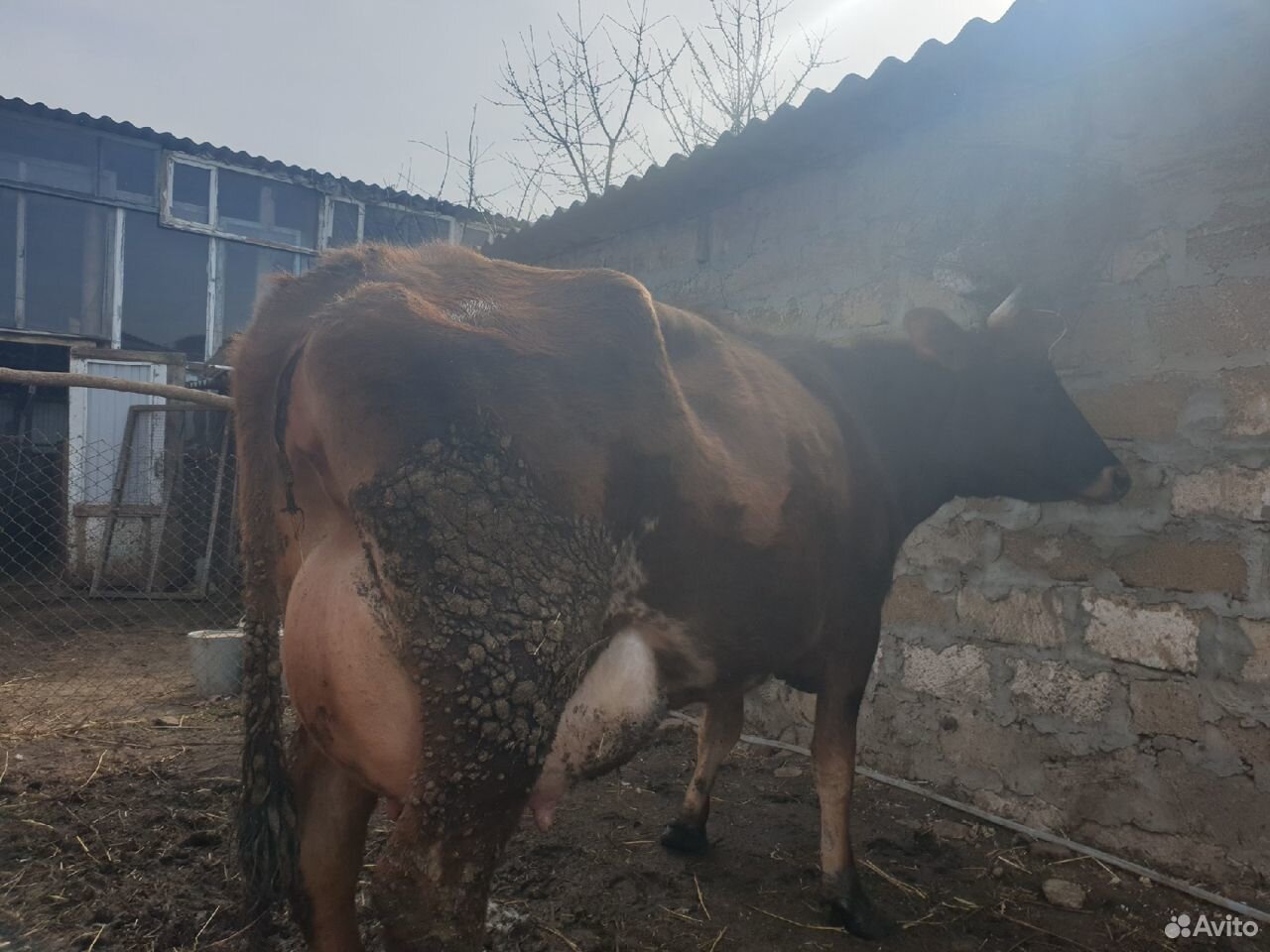 Коровы телки Джерсейская,Голштинская,Айширская