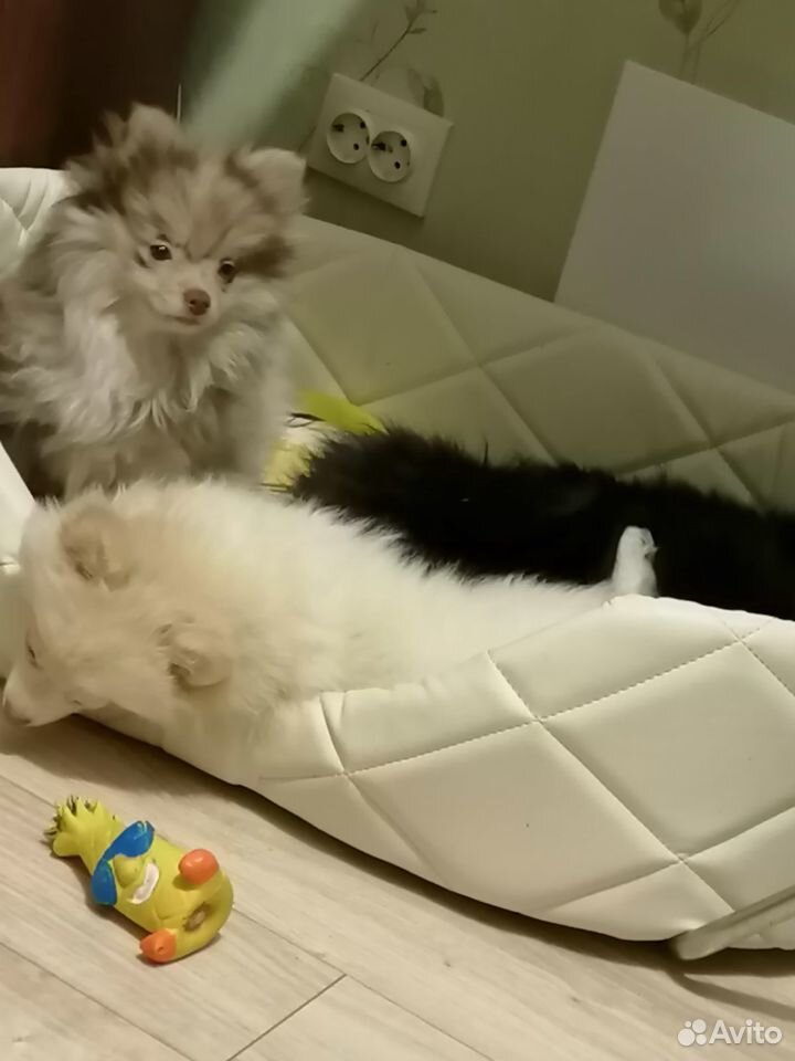 Щенки Шпица