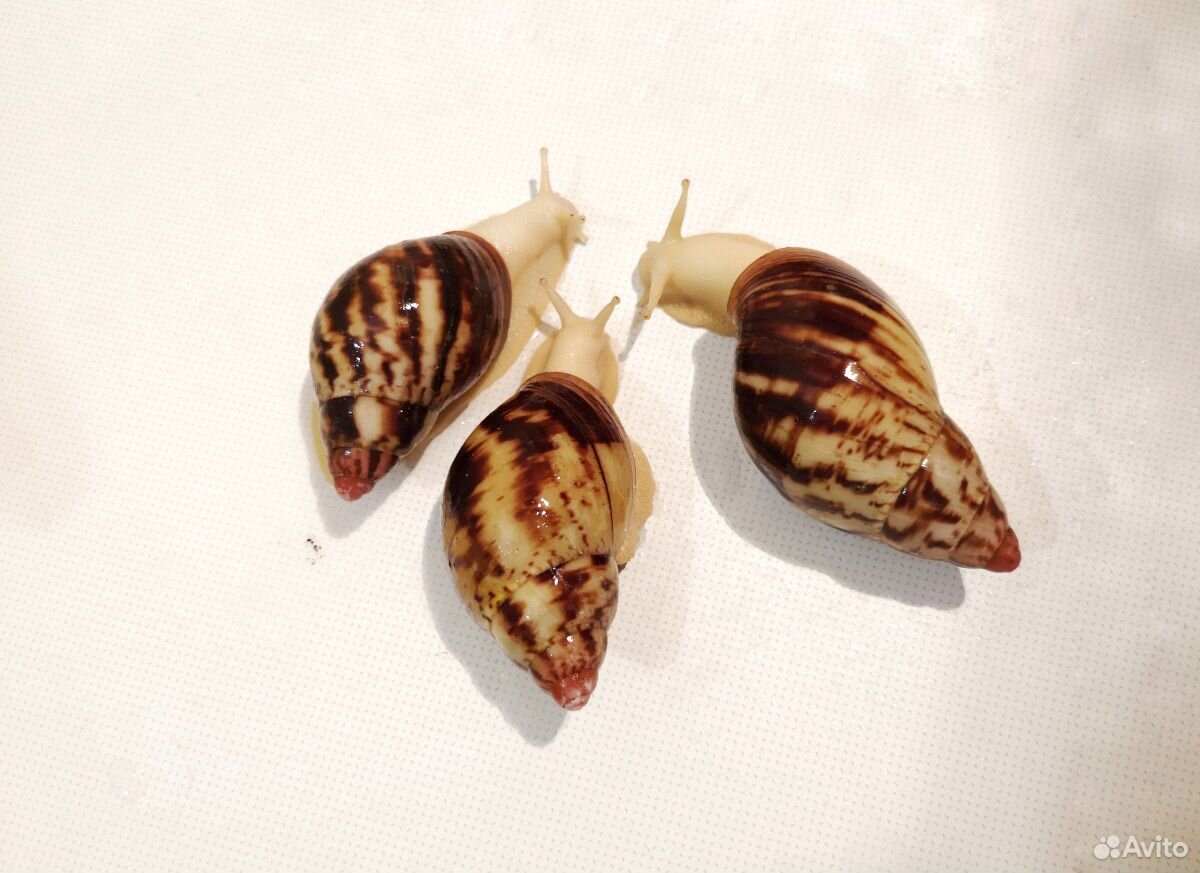Улитка архахатина маргината эгрегия леуцист