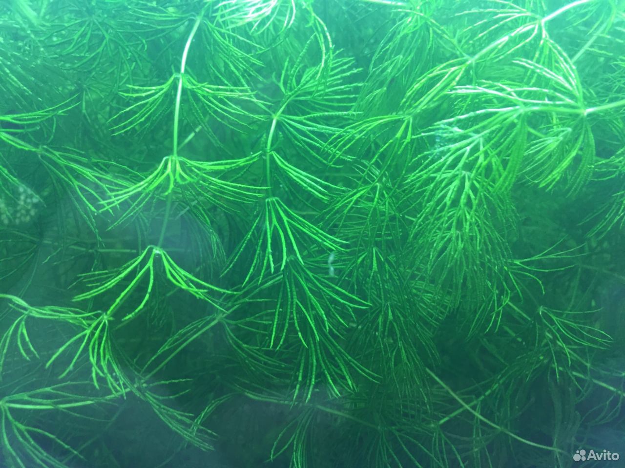 Аквариумное растения Роголистник ''ёлочка''