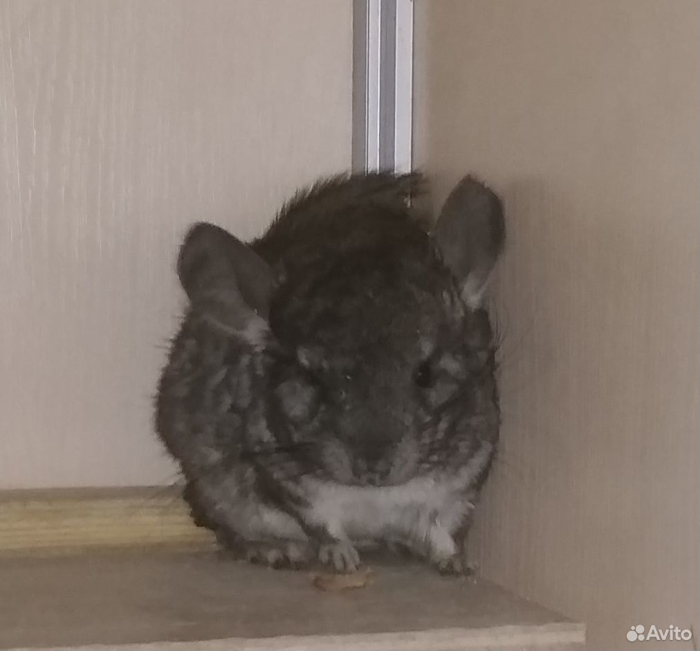 Шиншилленок.мальчик.2мес.Стандарт