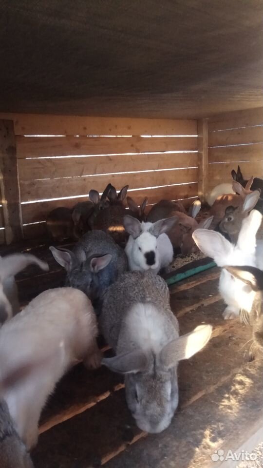 Продам кролей