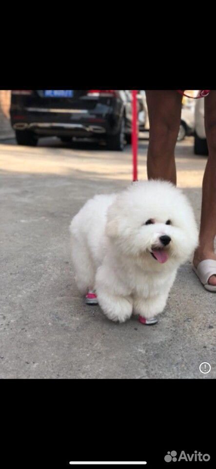 Бишон фризе