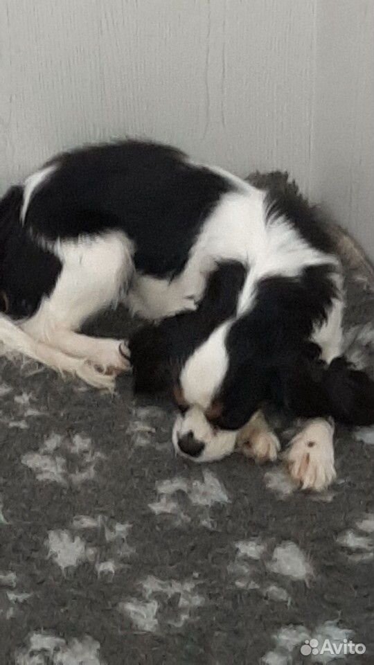 Подрощеная девочка кавалер кинг чарльз спаниэля