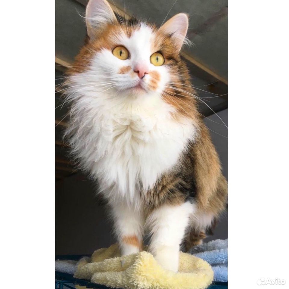Кошка