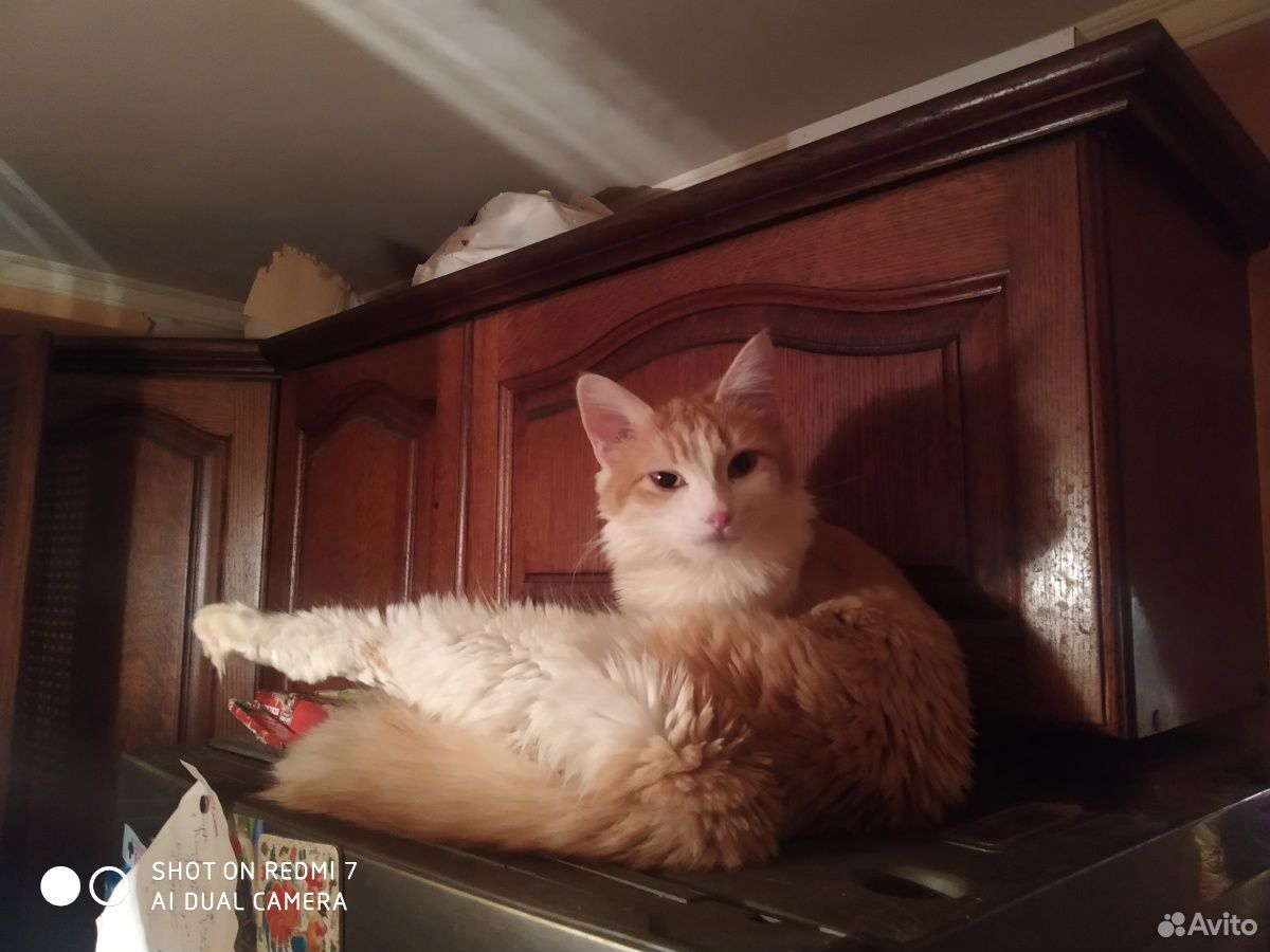 Отдадим трёх котят в хорошие руки