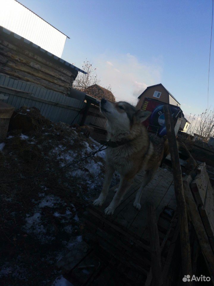 Гебрид лайки зсл и волка