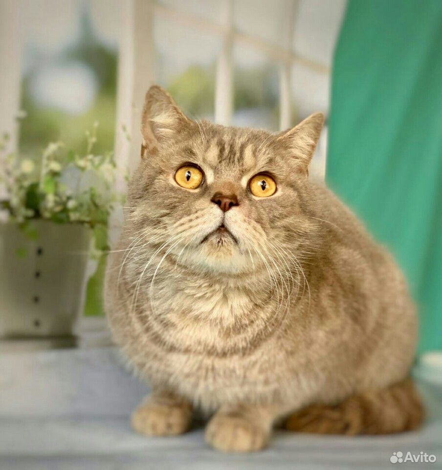 Котодети из приюта ищут своих родителей