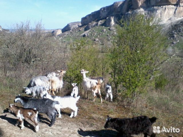 Продам козлят и молочных коз