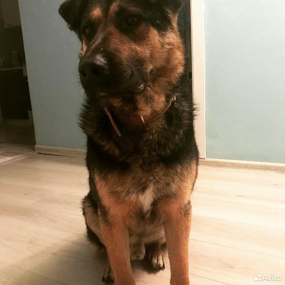 Собака в дар