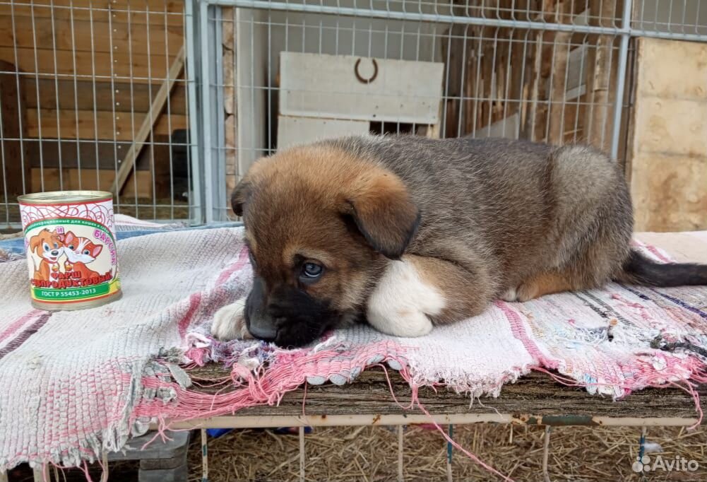 Щенки мальчики и девочки. помесь с овчаркой