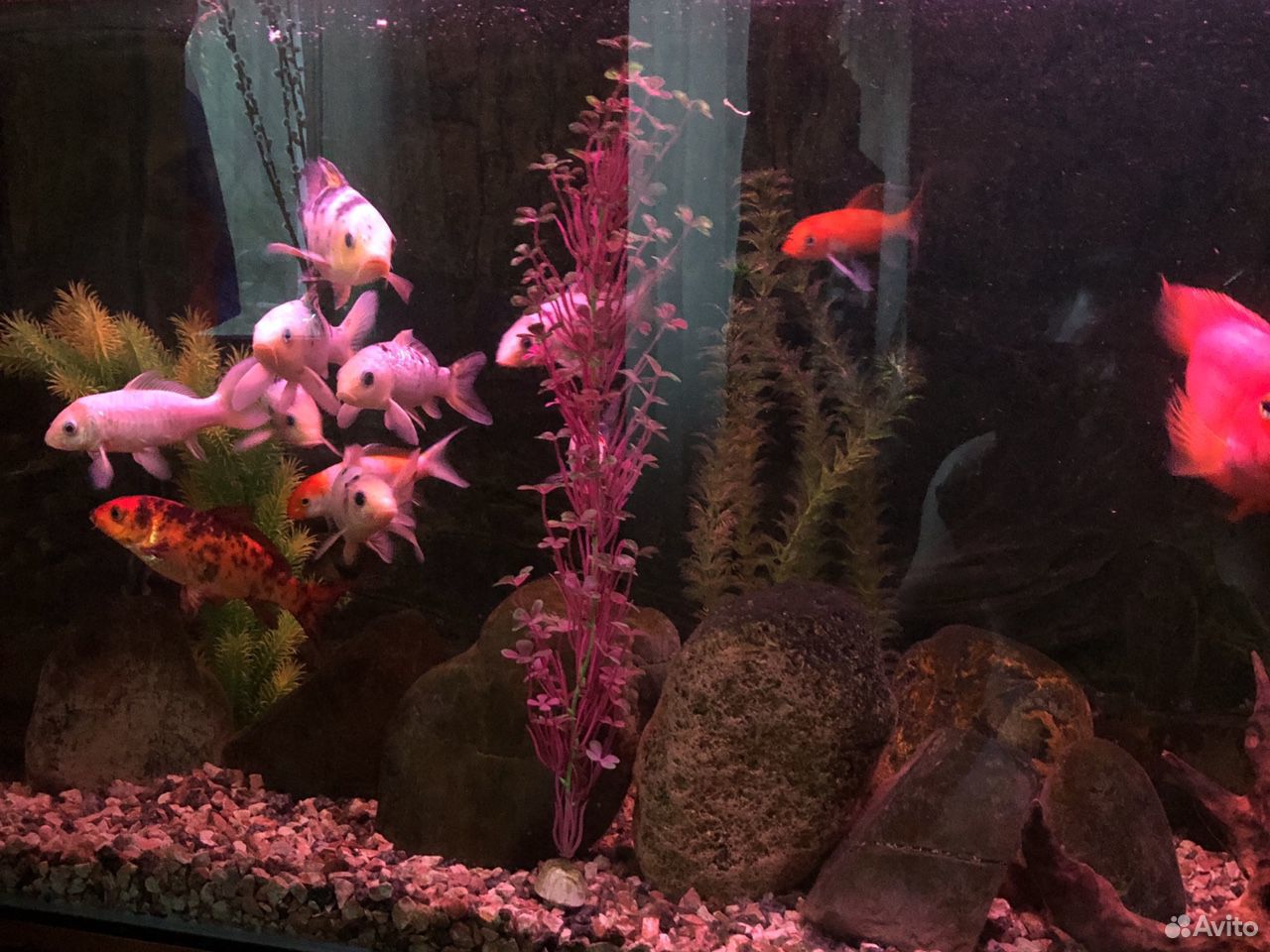 Продаю или меняю аквариумных рыбок