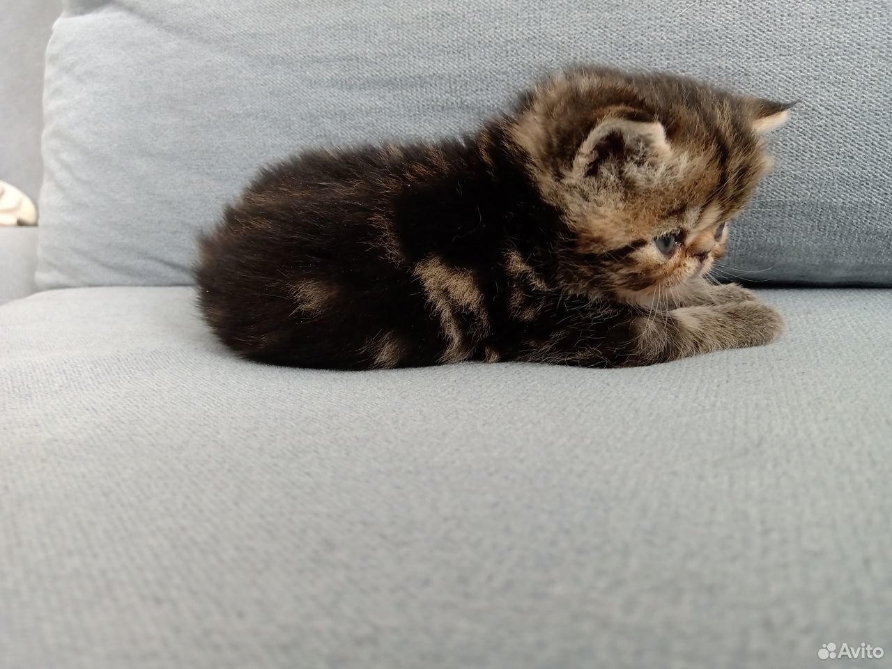 Котята экзоты