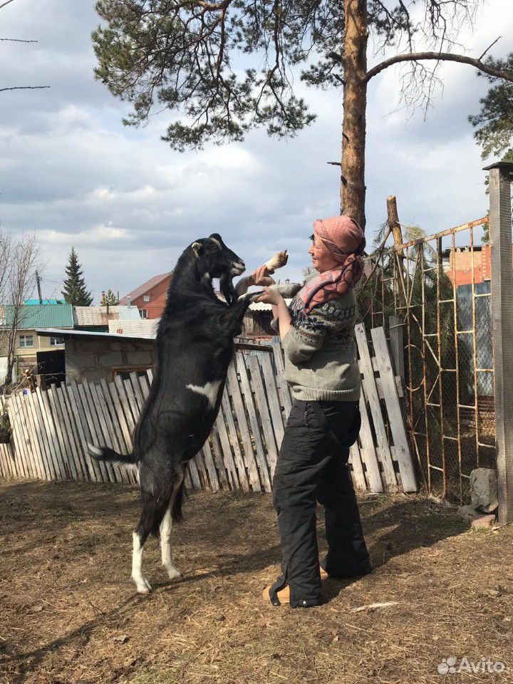 Козел и козлик ламанча