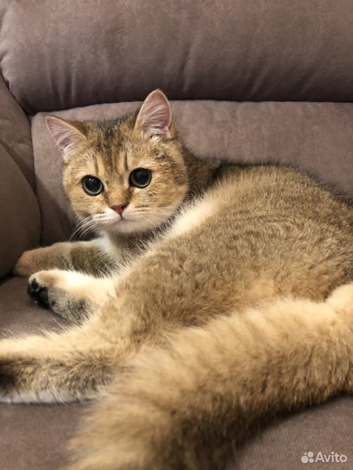 Британец золотая шиншилла короткошёрстный