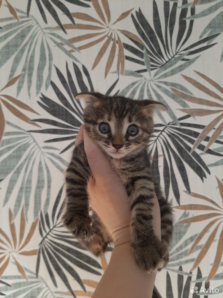 Котята бенгала