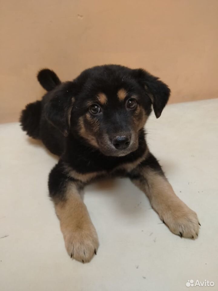 Щенок в добрые руки