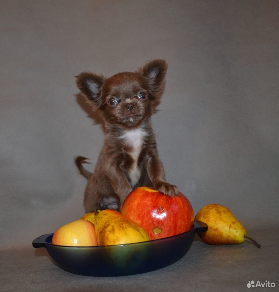 Девицы-красавицы чихуахуа