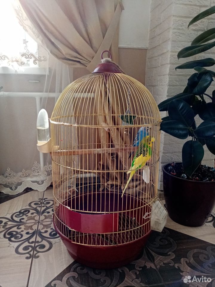 Продам папугаев