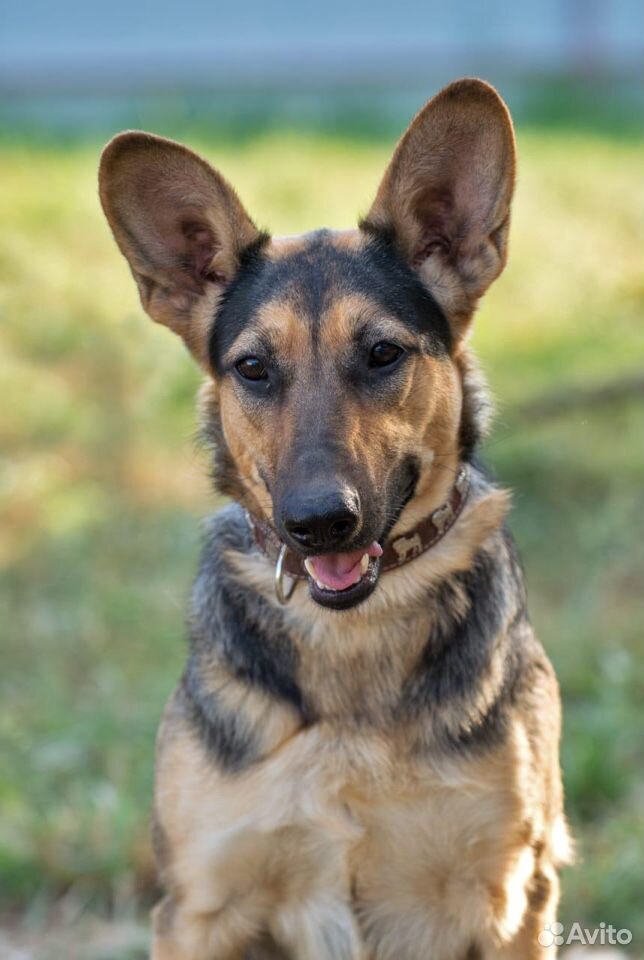 Буся в добрые руки