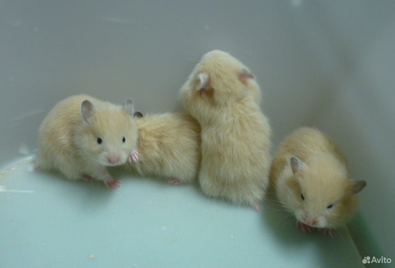 Хомяки Сирийские Плюшевые Длинношерстные