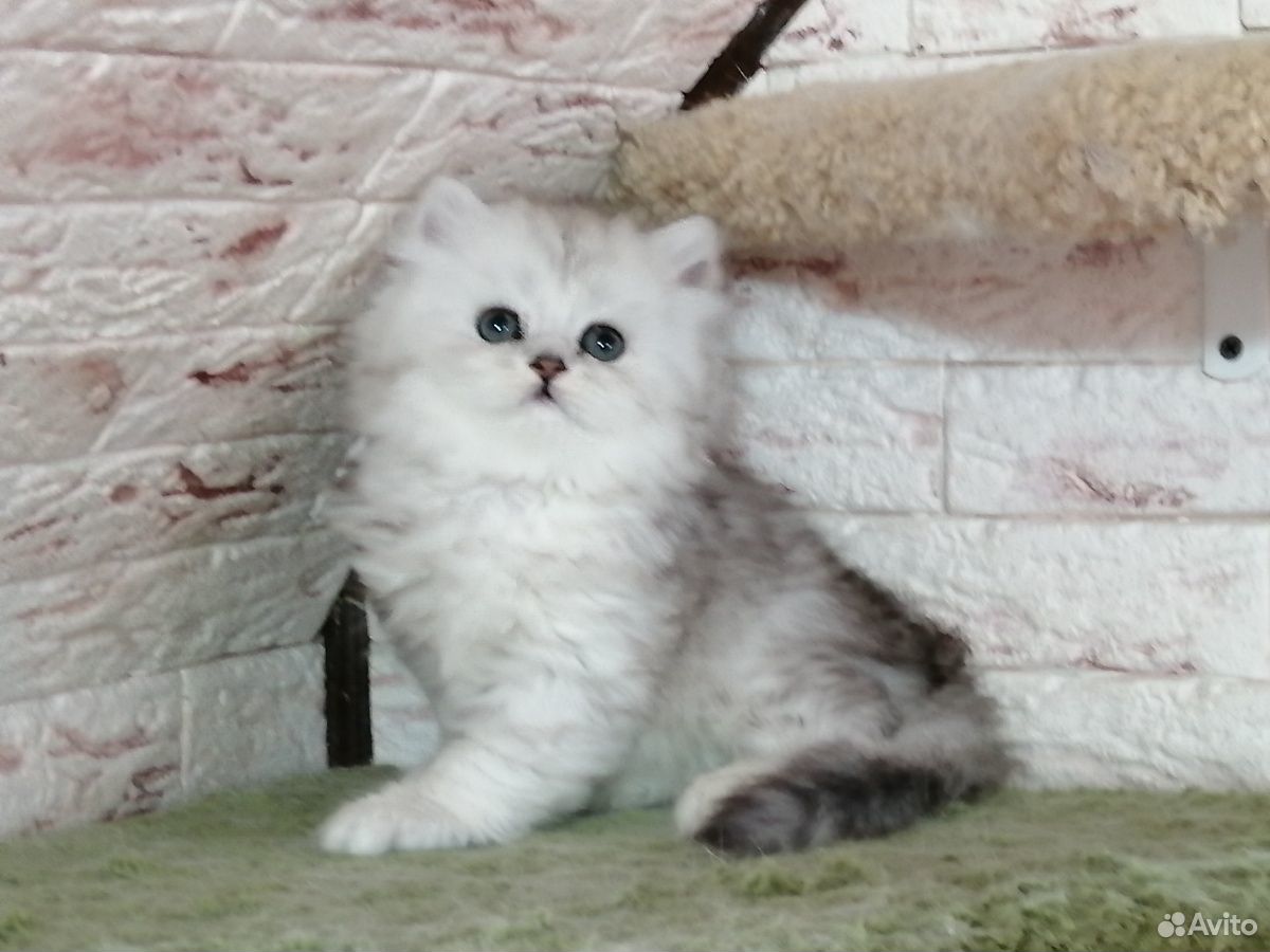 Британский длинношерстный котик