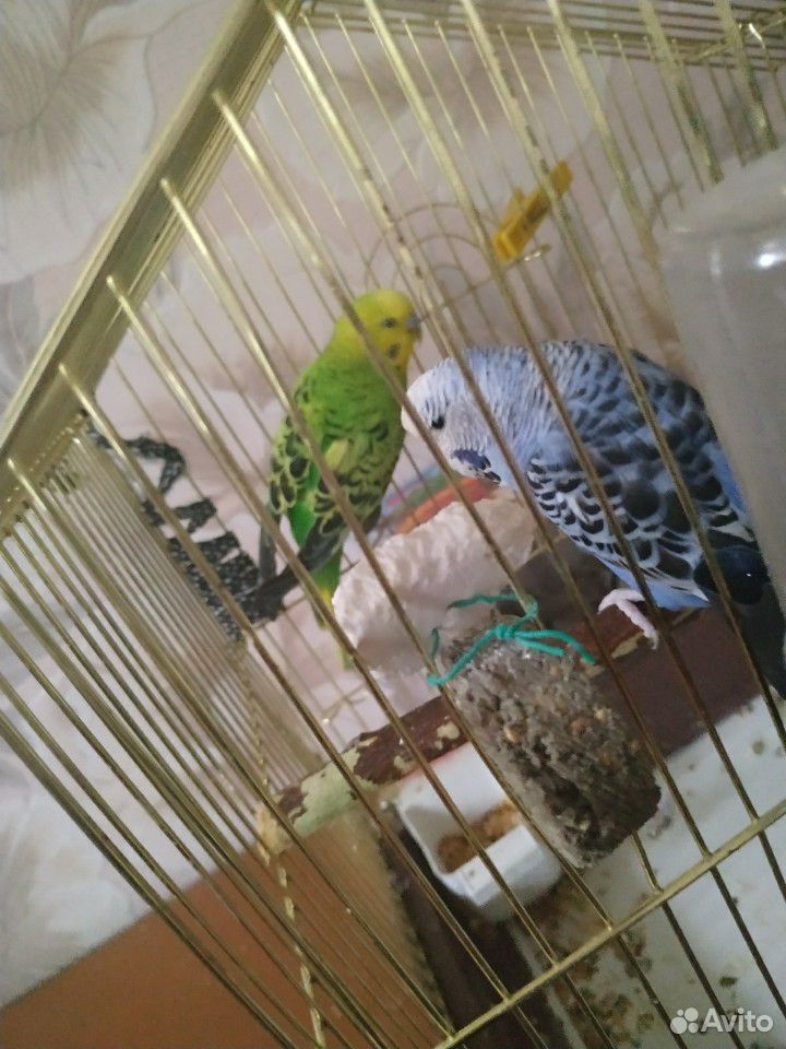 Попугаи 2шт