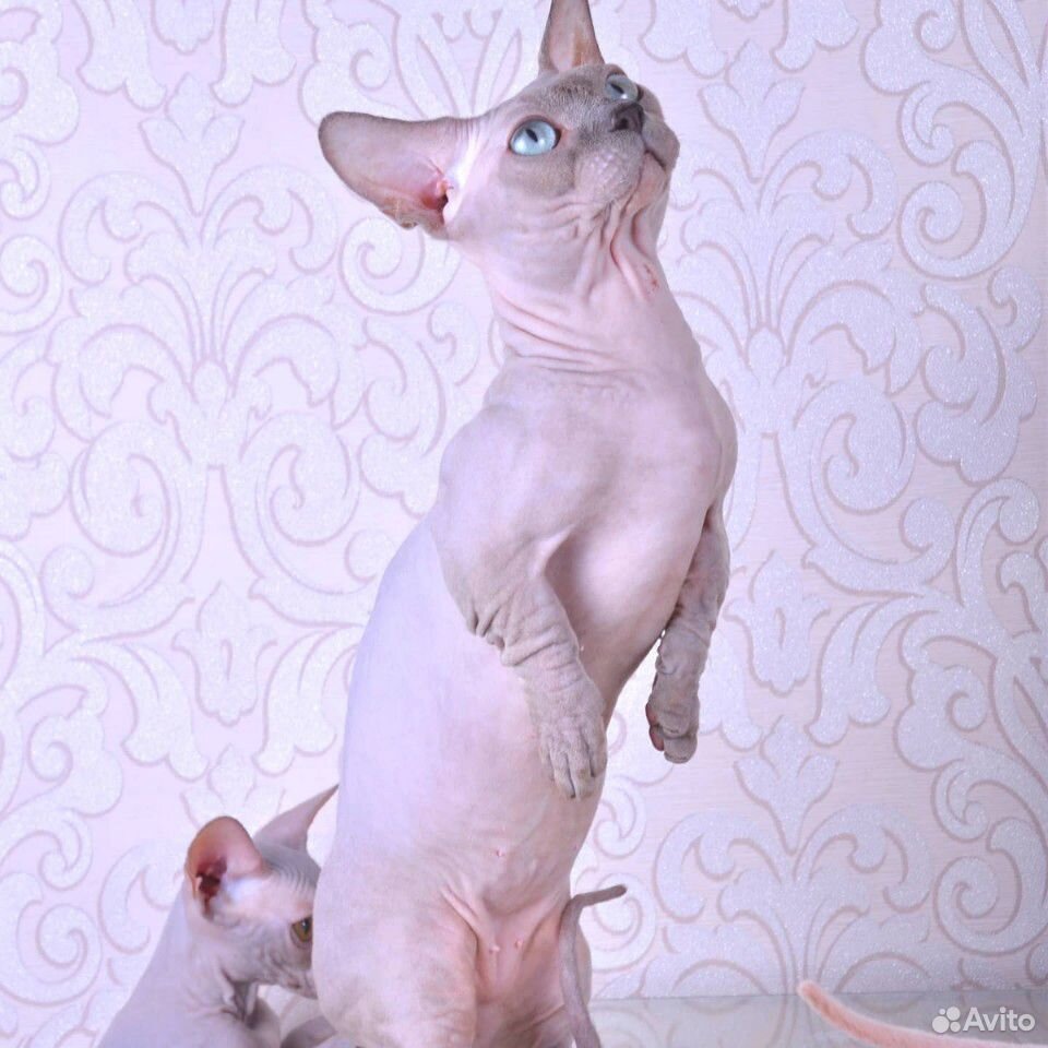 Бамбино котик