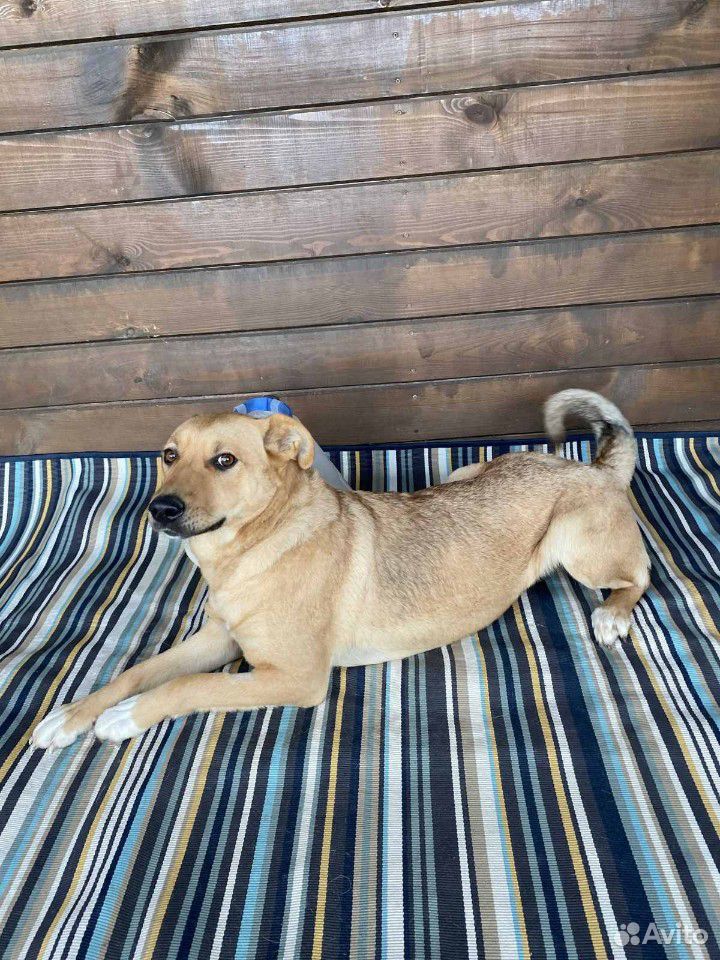 Собака Груша, около 2х лет. Стерилизована