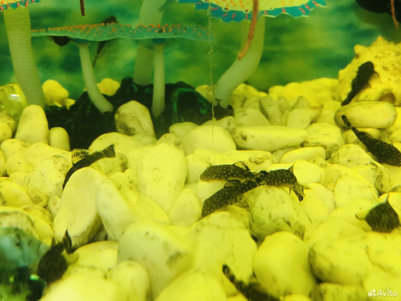 Анциструс в дар