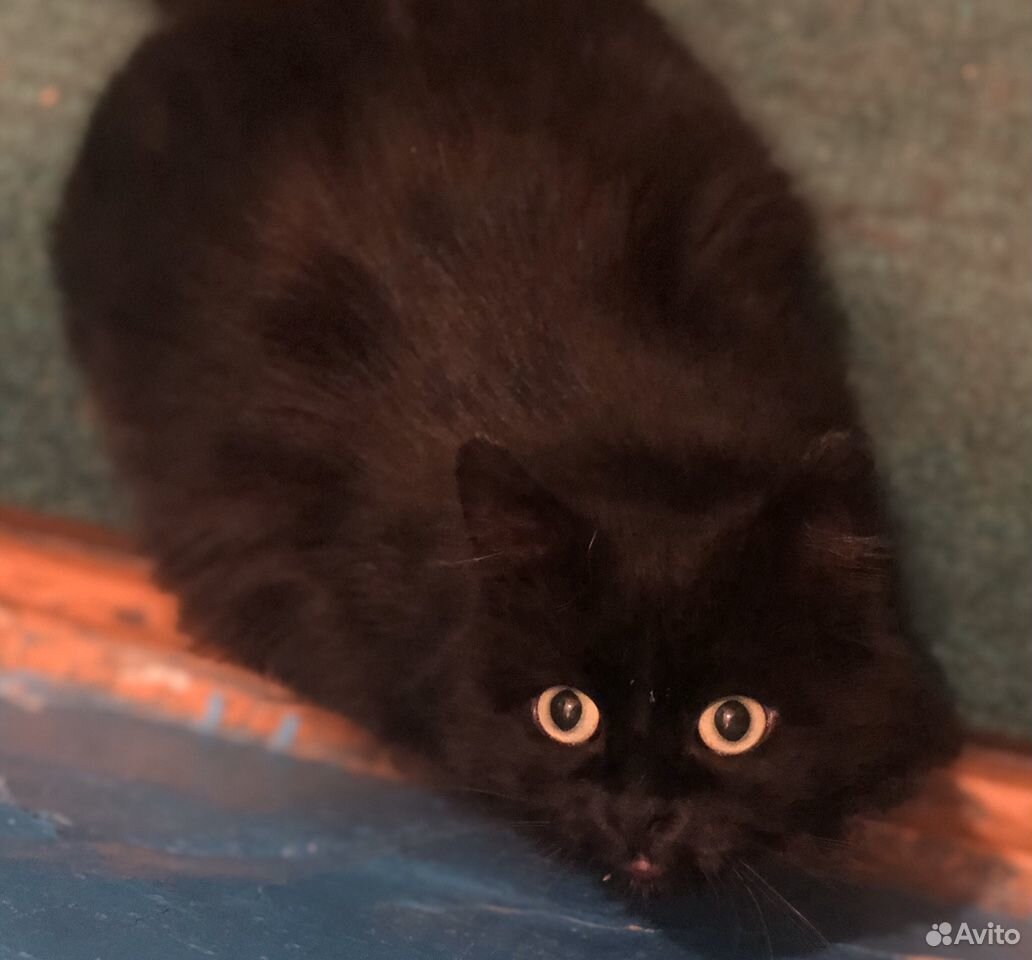 Котик кастрат 2 годика