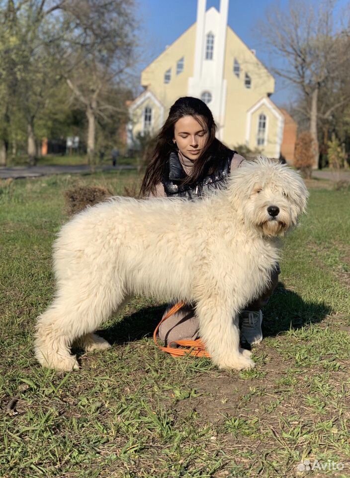 Южнорусская овчарка