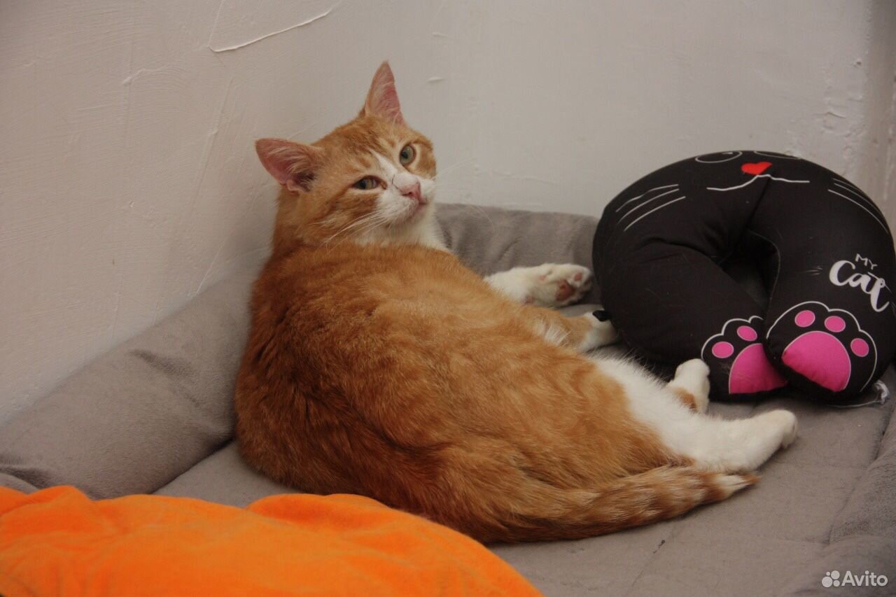 Котик Альфик добряк