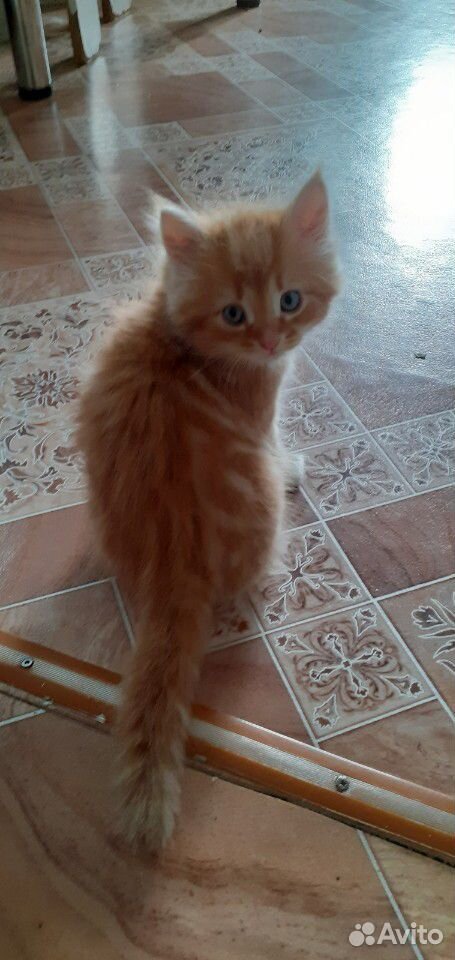 Рыженький котенок ищет хозяев