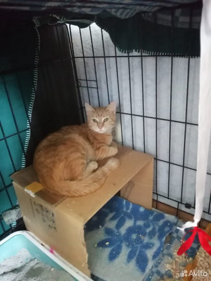 Кошечка в добрые руки