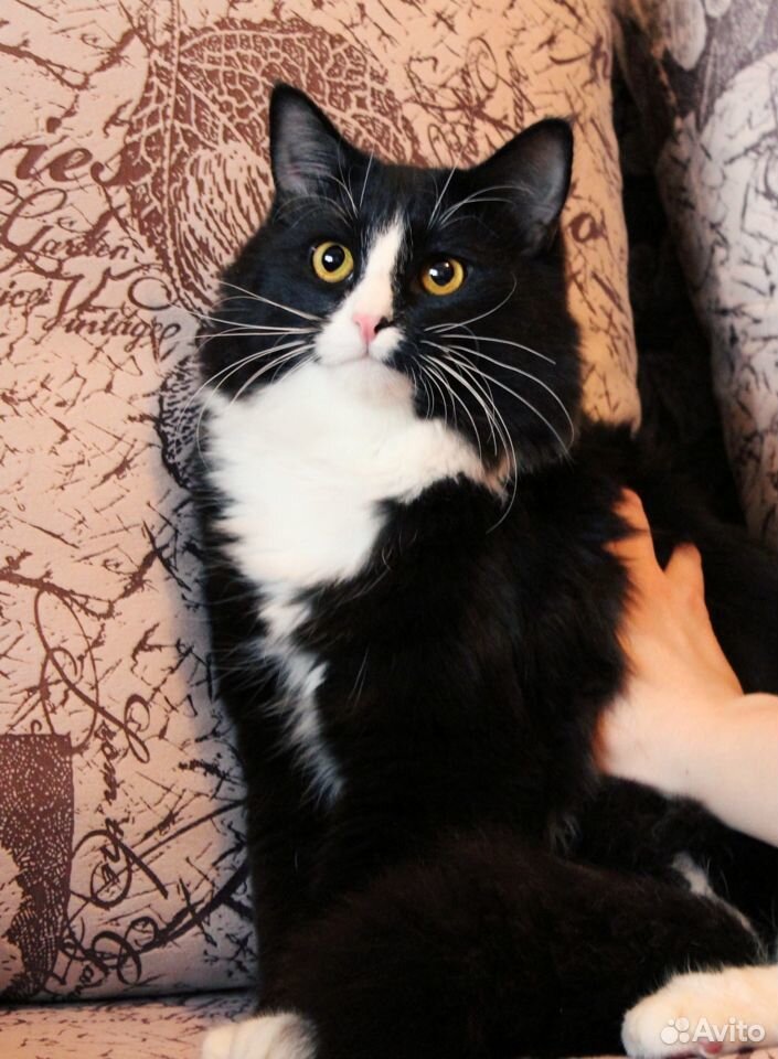 Отдам котика