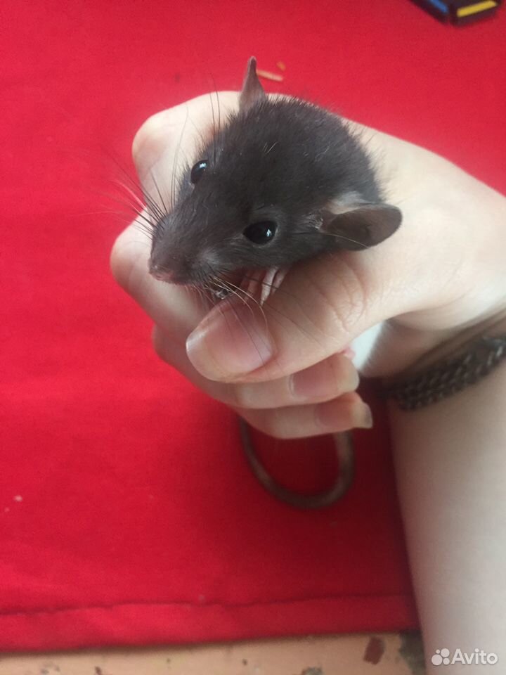 Продам двух крыс
